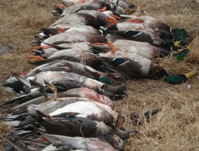 Duck Down Guide Service - Duck Hunting Pics From The Past Photo 78