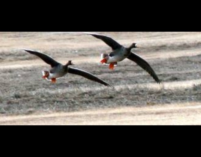 Duck Down Guide Service - Speckle Belly Goose Hunting Photos Photo 138