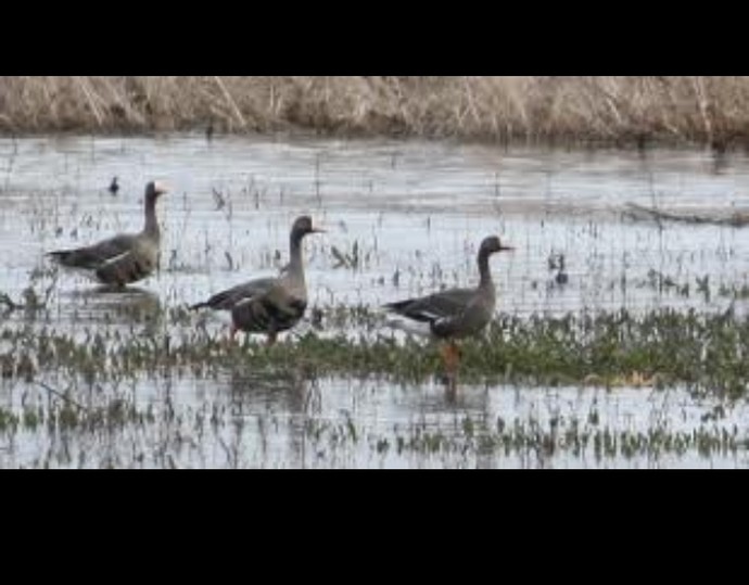 Duck Down Guide Service - Speckle Belly Goose Hunting Photos Photo 141